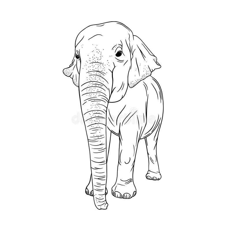 Realistic Elephant Sketch Stock Illustrations – 497 Realistic Elephant ...