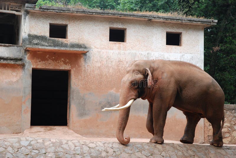 Elephant and its house stock photo. Image of walk, brown - 25645346