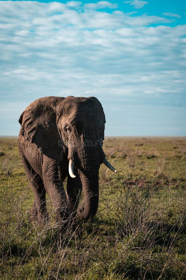 Elephant in Its Natural Environment Stock Photo - Image of outside ...