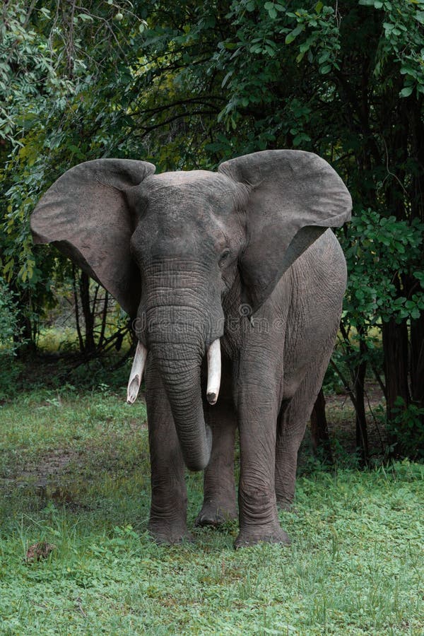 Elephant in Its Natural Environment Stock Photo - Image of creature ...