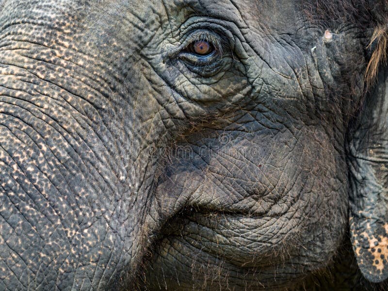 Elephant in Its Natural Environment and Close-up on His Eye, Malaysia ...