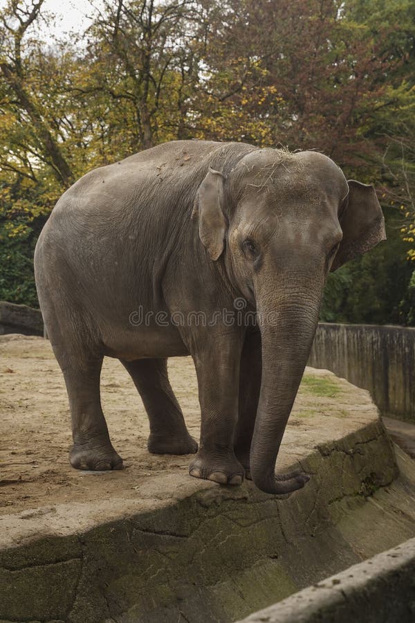 An Elephant with Its Trunk Down Stands in the Park and Looks into the ...