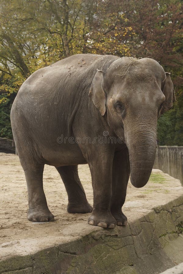 An Elephant with Its Trunk Down Stands in the Park and Looks into the ...