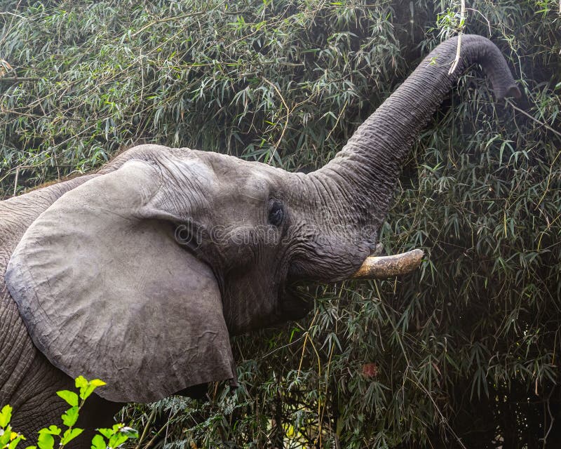 An elephant with its trunk stock photo. Image of black - 267741630