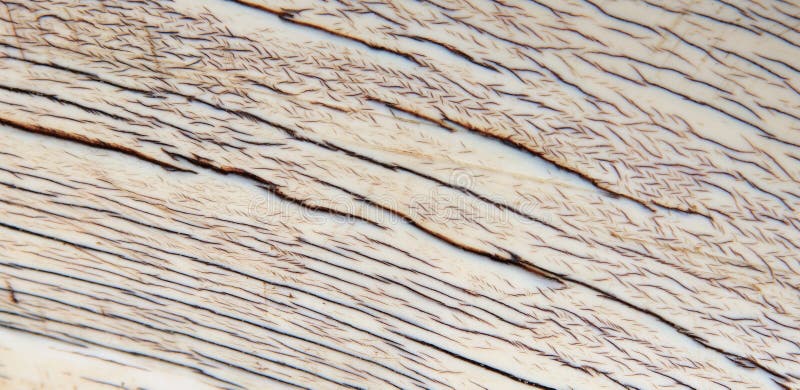 2,119 Elephant Tusk Texture Stock Photos - Free & Royalty-Free Stock ...