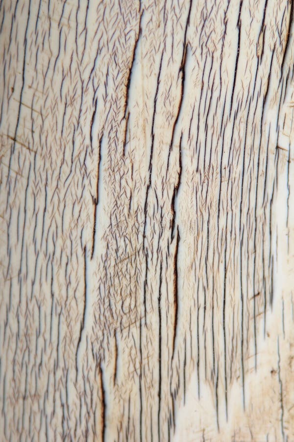 2,119 Elephant Tusk Texture Stock Photos - Free & Royalty-Free Stock ...