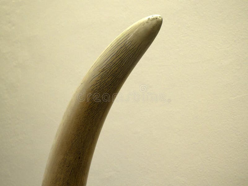Elephant Ivory Tusk Texture An Elephant Standing Next To A Stone Wall.