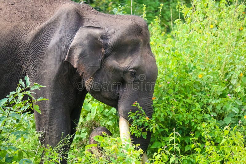 Elephant with Ivory Tusks in the Wild Forest Safari Stock Photo - Image ...