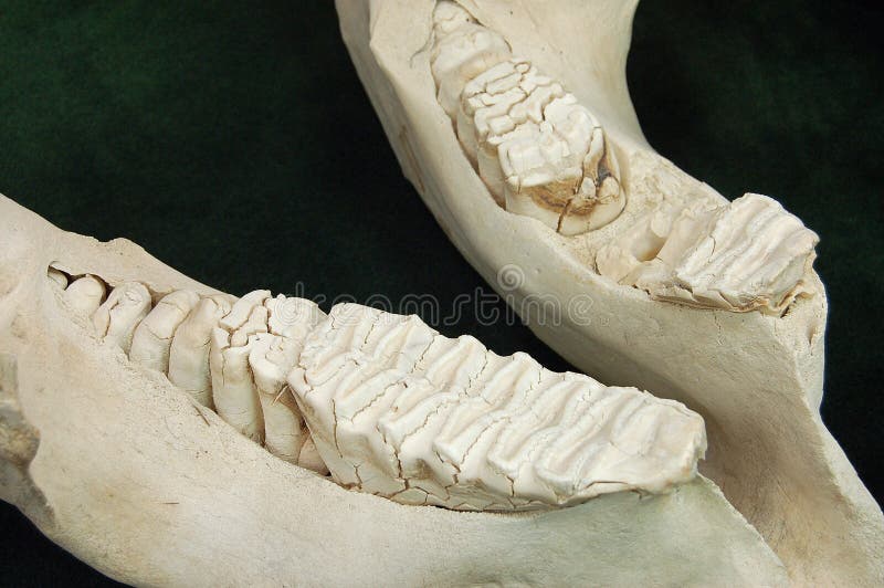 Elephant jaw stock image. Image of skull, isolated, animal - 7458161