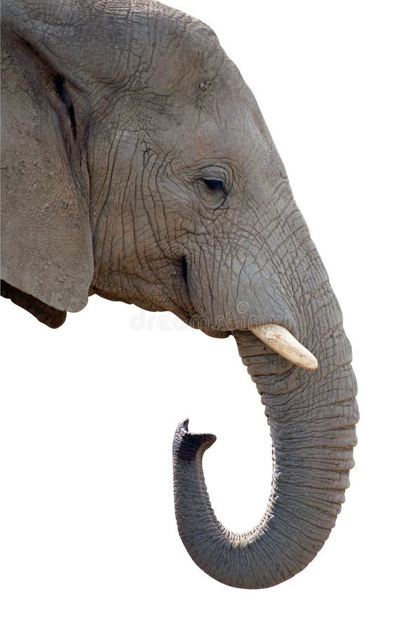 2,164 Profile Elephant Head Stock Photos - Free & Royalty-Free Stock ...