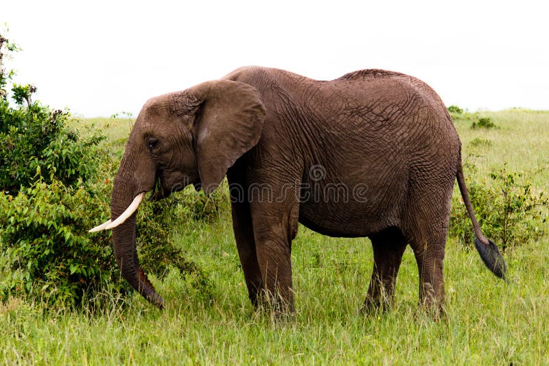 The Elephant in Kenya stock image. Image of wildlife - 23204241