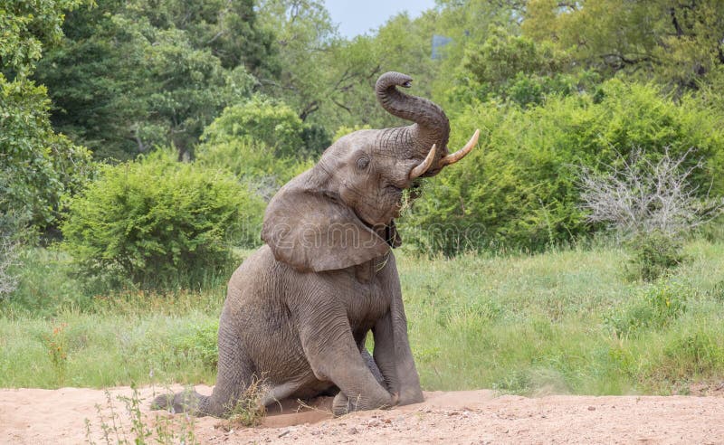 Elephant Kneeling in a River Bed Stock Photo - Image of africa ...