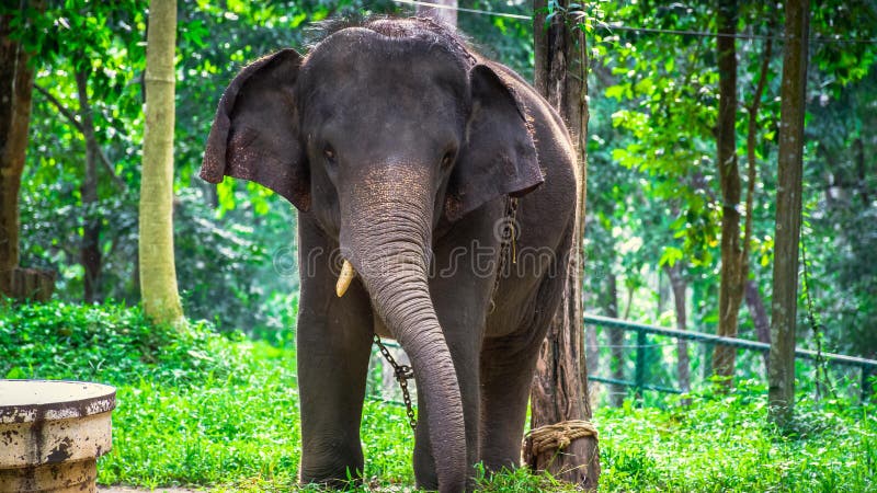 Handsome Elephant stock image. Image of bovine, elephant - 227614385
