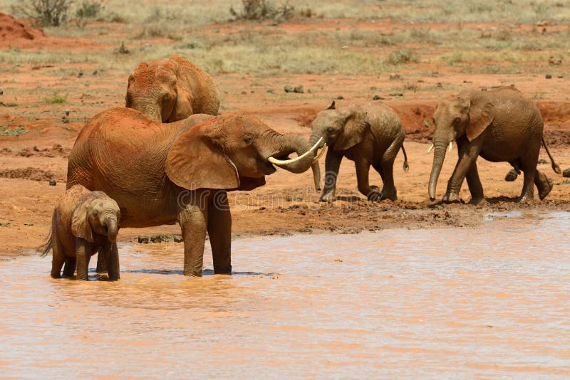 Elephant in Lake. National Park of Kenya Stock Photo - Image of nature ...