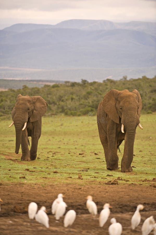 Elephant Landscape stock image. Image of savannah, african - 11360585