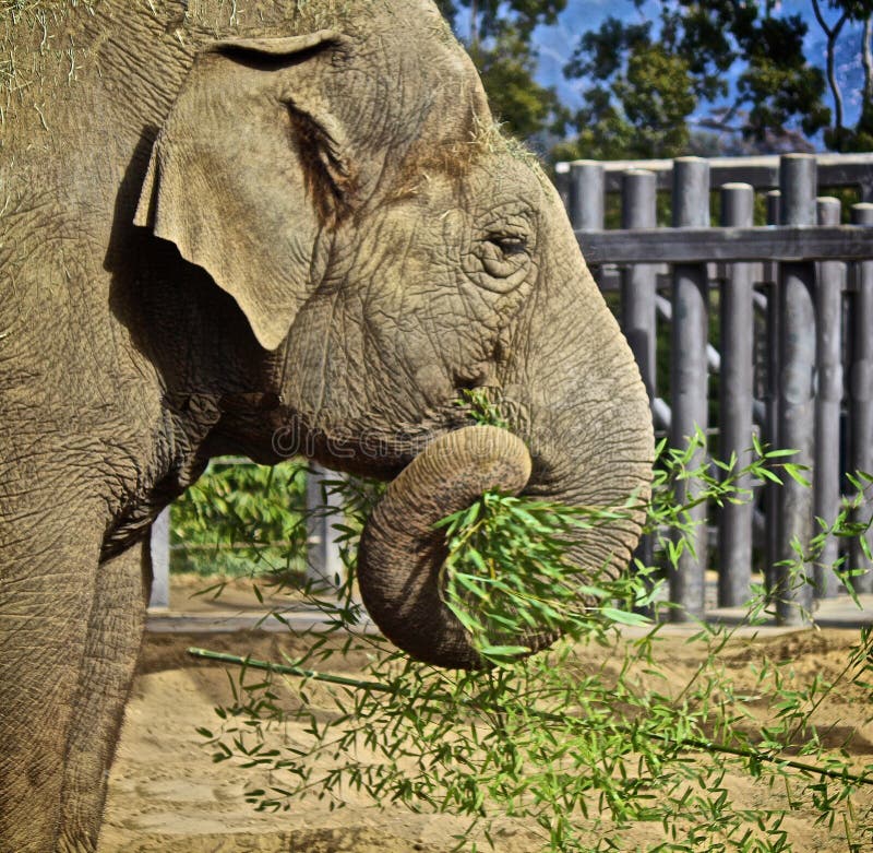 1,702 Profile Elephant Head Photos - Free & Royalty-Free Stock Photos ...