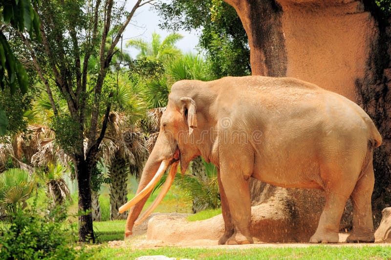 Laughing elephant stock image. Image of looking, pattern - 22940847