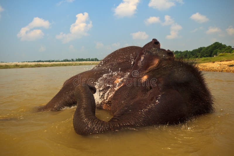 Elephant Laying on His Side Bathing in River Stock Image - Image of ...