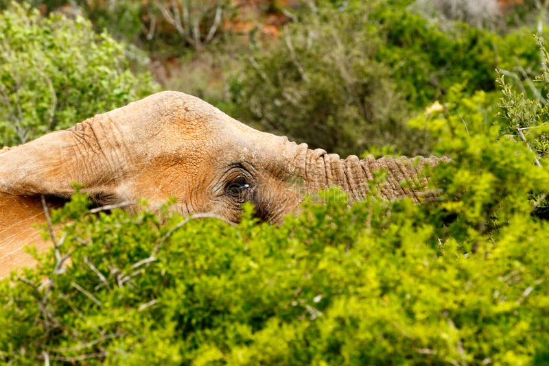 Elephant Laying Low between the Branches Stock Photo - Image of bath ...