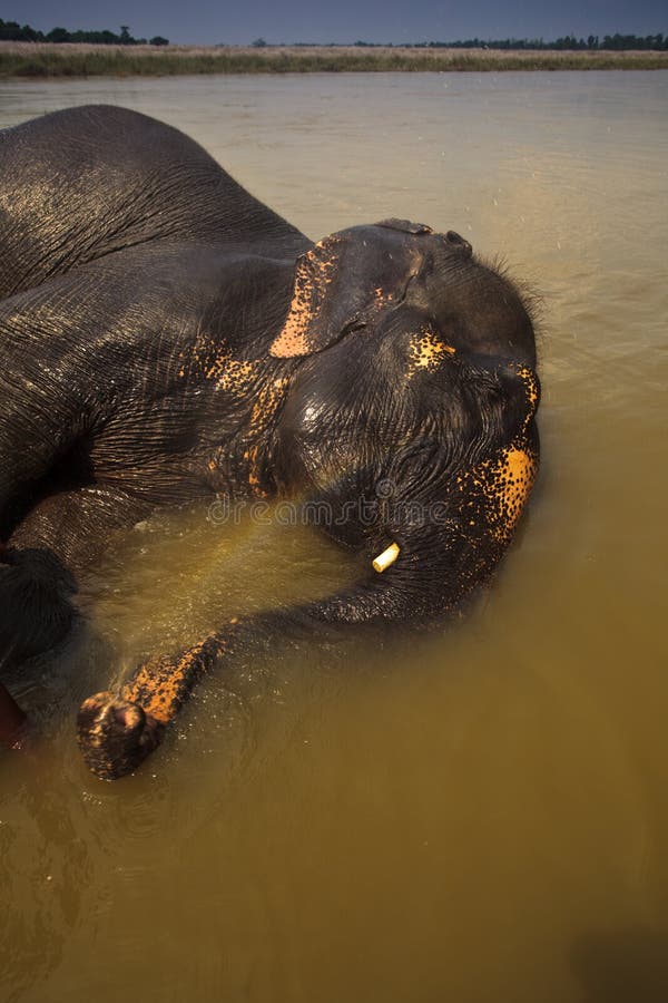 Elephant Laying on His Side Bathing in River Stock Image - Image of ...