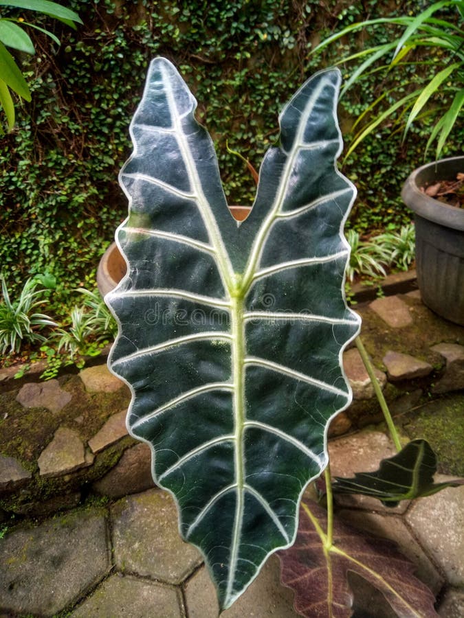 Elephant Ear Leaves Isolate on White Background, Green Leaf Texture ...