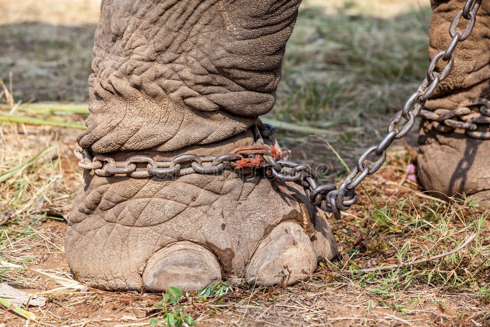 Elephant leg stock photo. Image of animal, elephant, fauna - 51676292