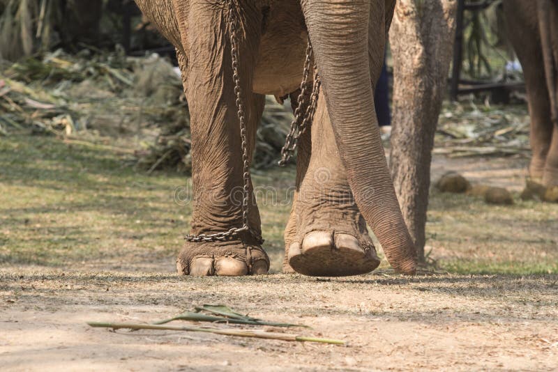Elephant with Legs in a Chains Stock Photo - Image of power, ivory ...