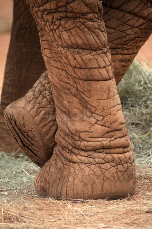 Elephant Foot stock image. Image of wrinkle, gray, foot - 513357