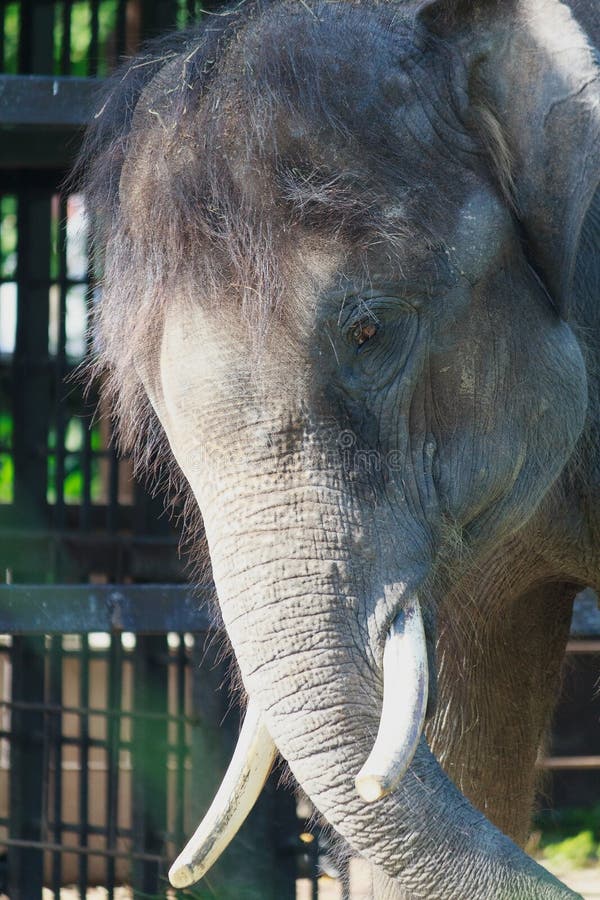 The Elephant that Live in the Zoo. Stock Photo - Image of southeast ...
