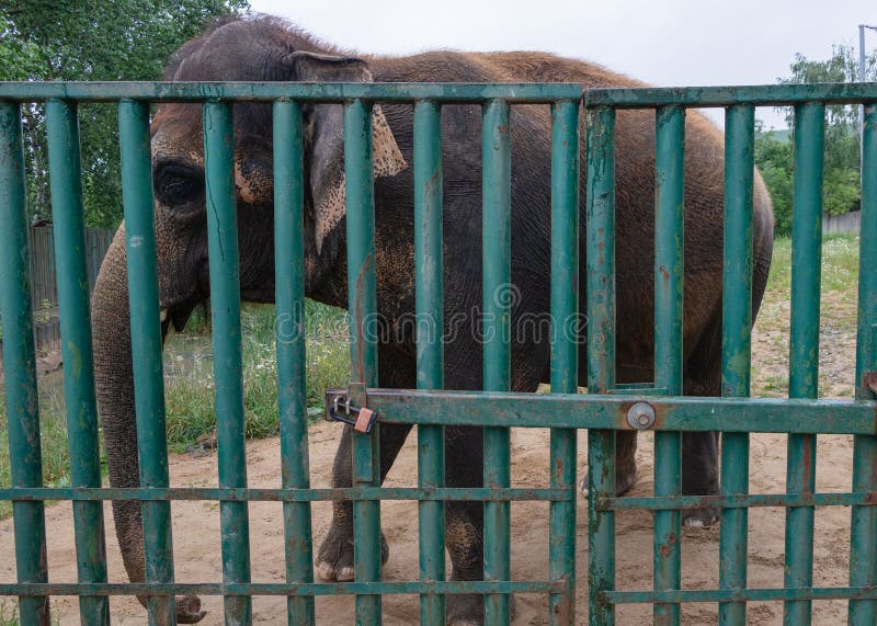 Elephant Locked in Cage Gate Prison Wall in Zoo Stock Image - Image of ...