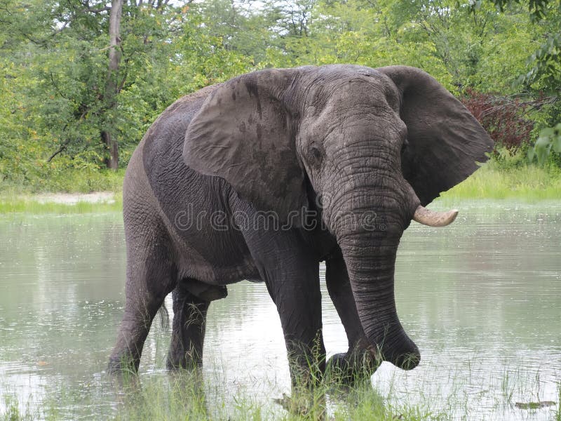 Elephant Looking at Camera in Okavango Delta, Botswana Stock Photo ...