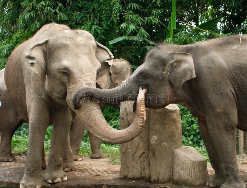 Elephant in love stock image. Image of trunk, giant, indonesia - 12135539
