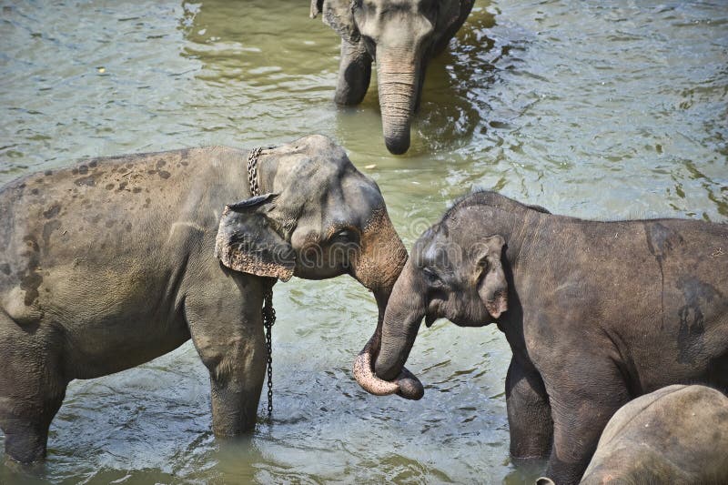 Elephant love stock image. Image of joyful, tenderness - 16890841