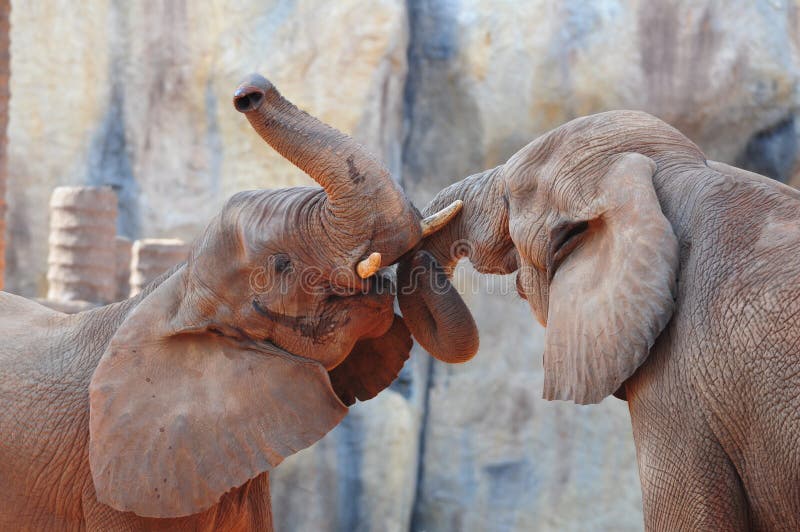 Elephant in Love stock image. Image of activity, reserve - 17721207