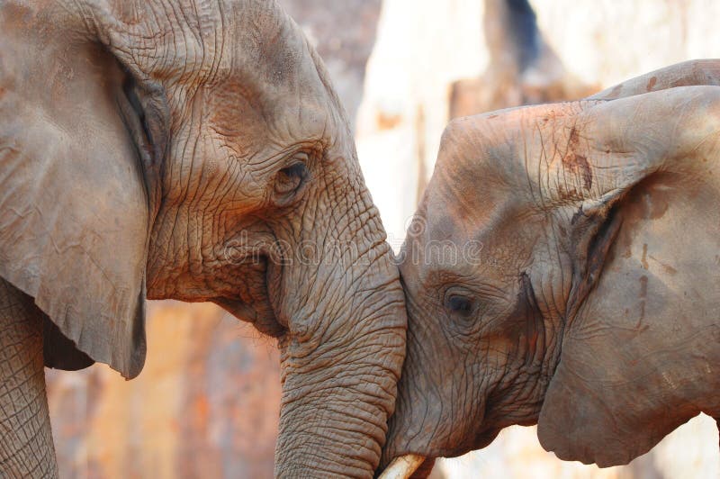 Elephant Love stock photo. Image of adapted, elephant - 12815470