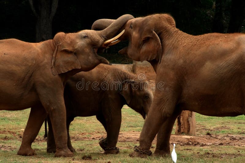 Elephant Love stock image. Image of romance, love, attack - 3963415