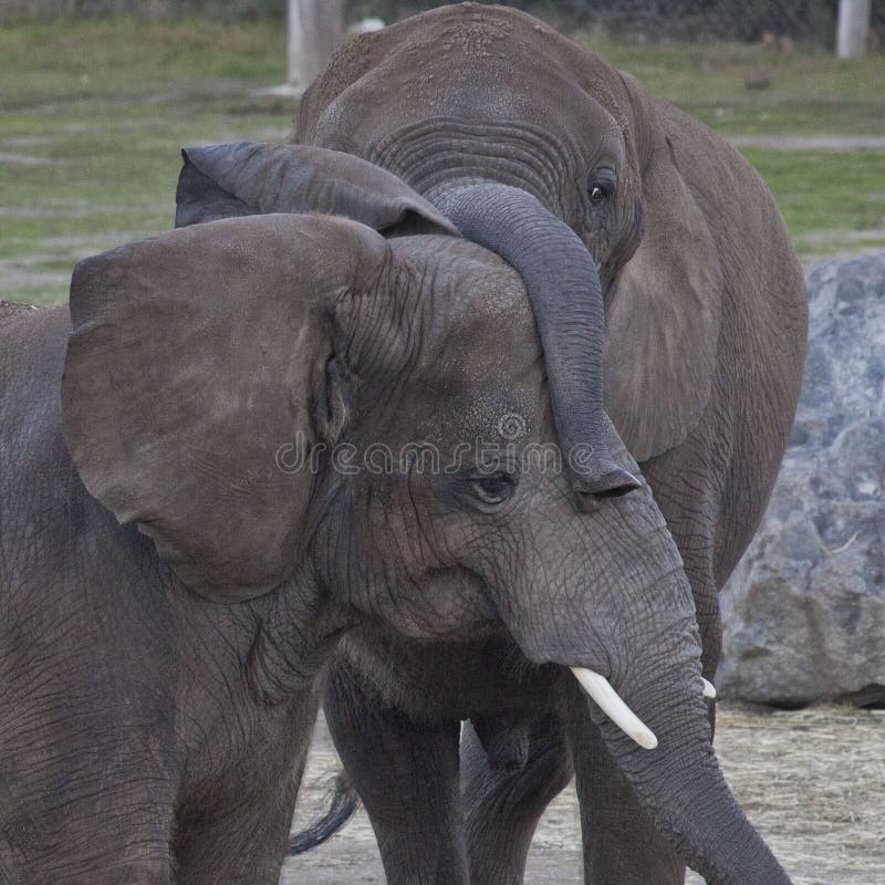 Elephant Love stock image. Image of animal, friendship - 52024255