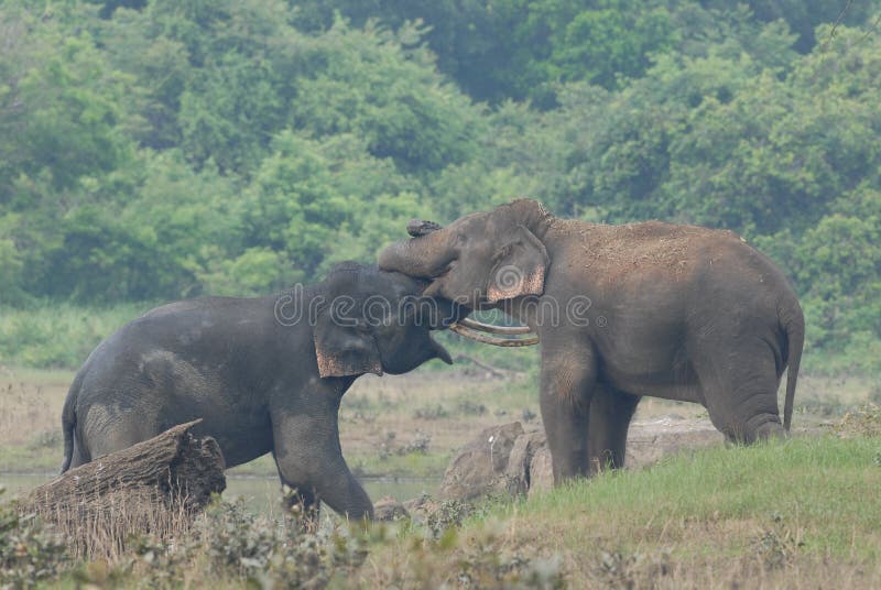 Elephant Love it in the Minneriya National Park. Stock Image - Image of ...