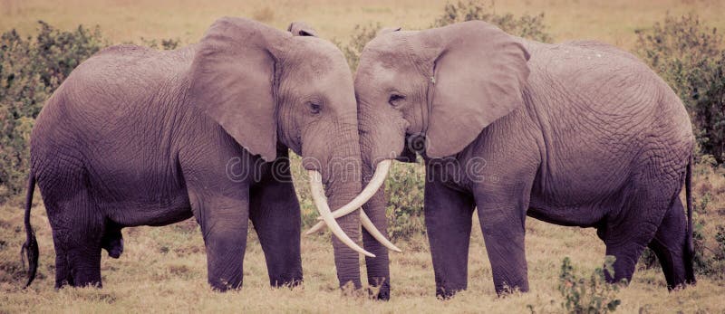 Elephant Love stock photo. Image of tusks, sweet, kissing - 41367250