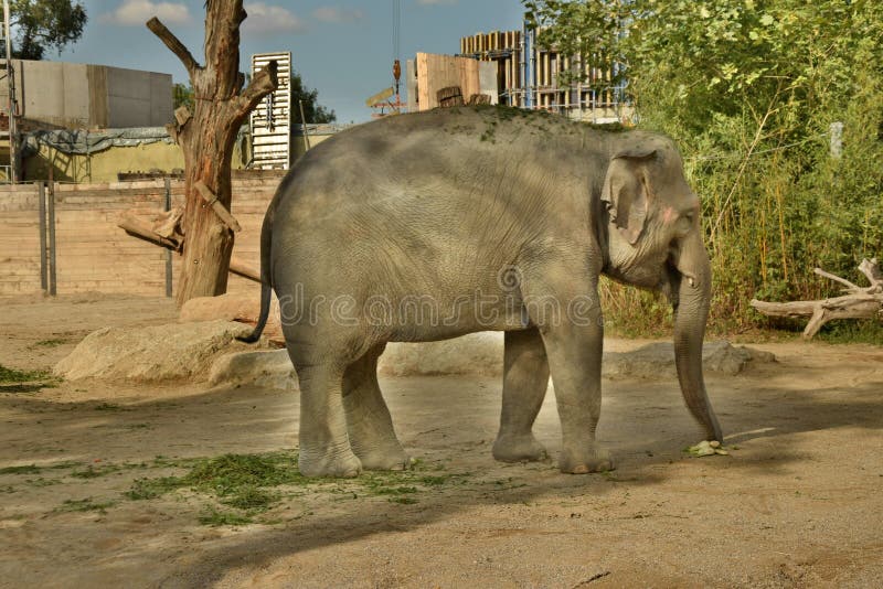 Elephant stock photo. Image of healthy, stone, green - 58943744