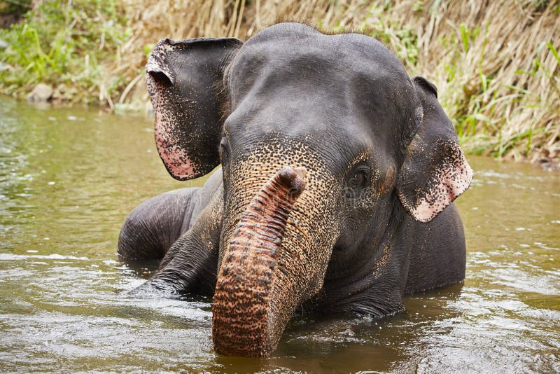 Elephant stock image. Image of lying, river, relaxation - 33459465