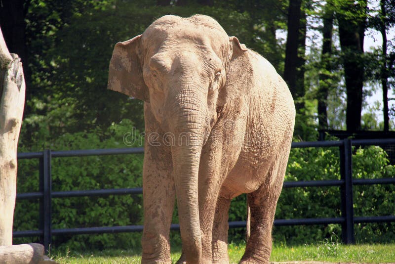 Elephant stock image. Image of closeup, elephant, wildlife - 62878109