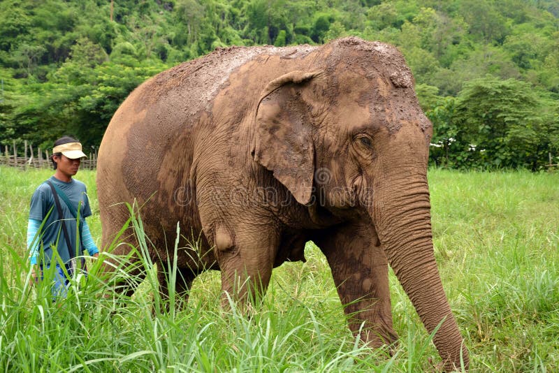 The Elephant and Mahout in the Show Editorial Photo - Image of team ...