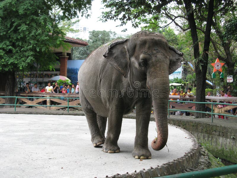 Elephant, Manila Zoo, Manila, Philippines Editorial Image - Image of ...