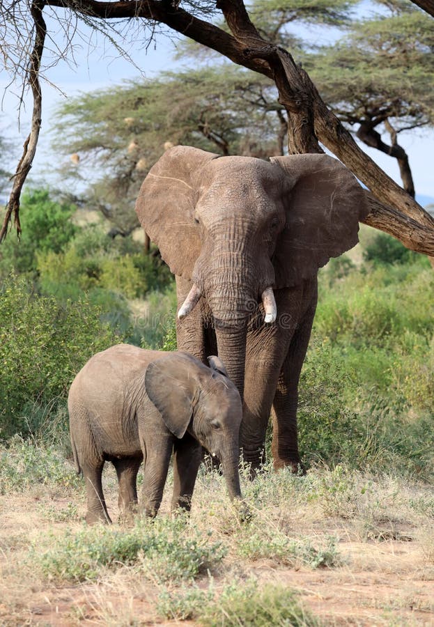 Elephant in masai mara stock image. Image of animal - 121865669