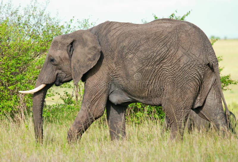 Elephant in Masai Mara National Park. Kenya Stock Photo - Image of path ...