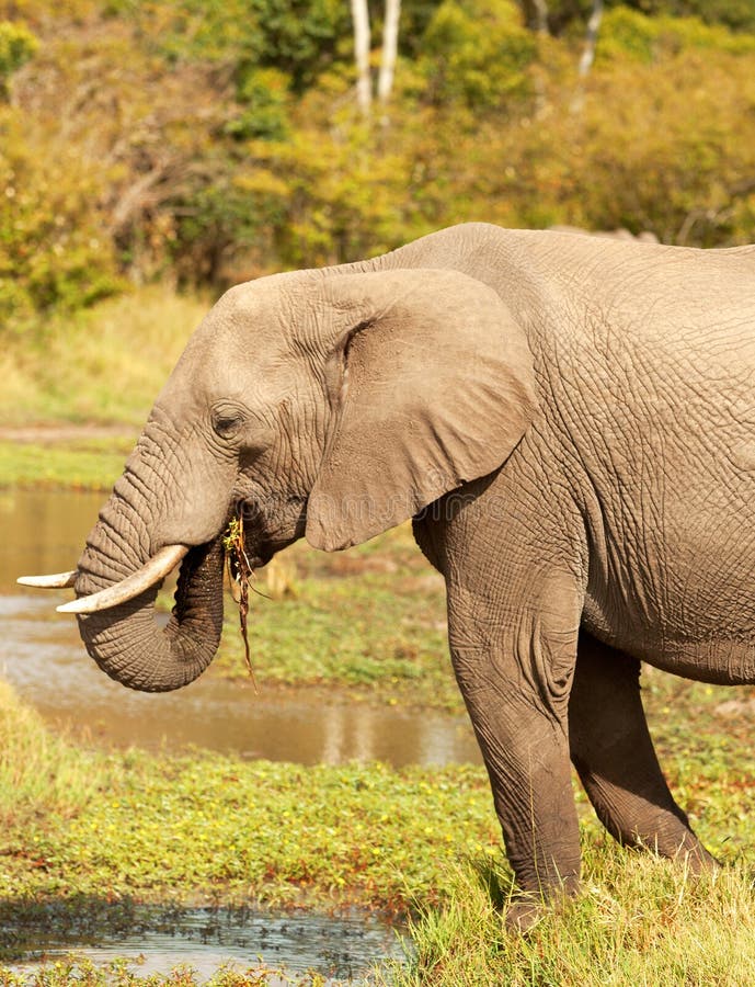 Elephant in Masai Mara stock photo. Image of land, mara - 58567730