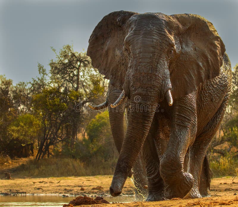 Elephant stock image. Image of impressive, africa, heavy - 54811515