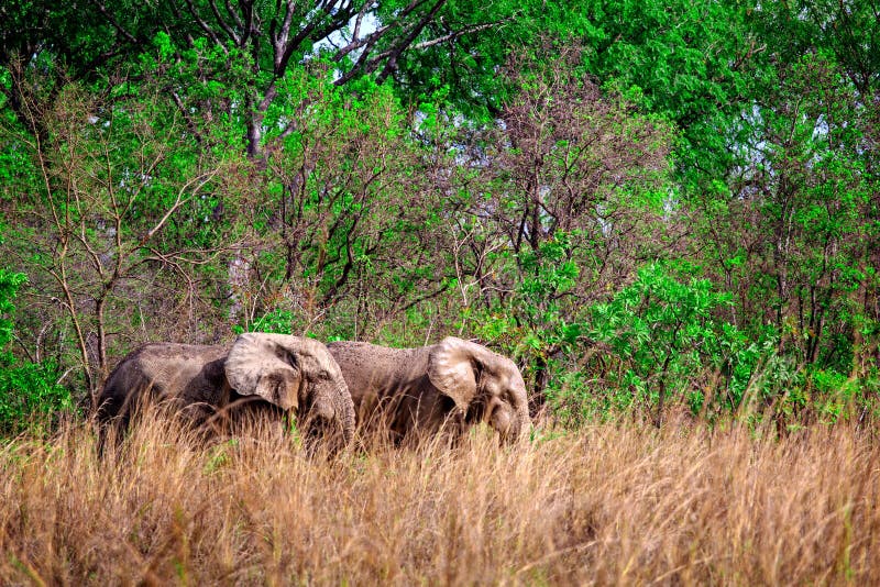 Elephant in Mole National Park, Ghana Stock Photo - Image of safari ...