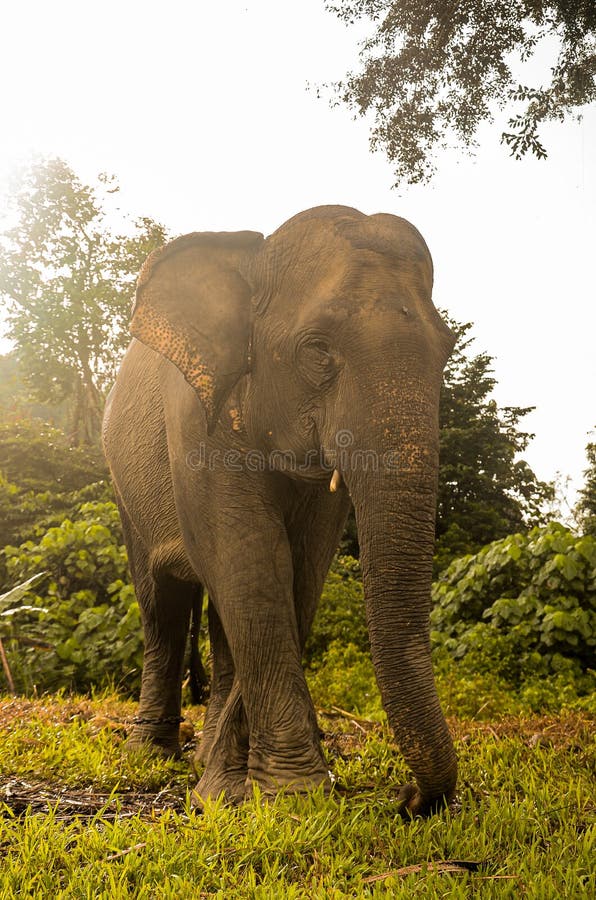 Elephant with morning sun. stock image. Image of mammals - 205217073